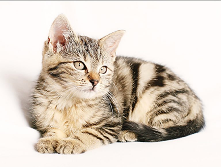 how-to-get-image-resolution-right-for-offset-printing
